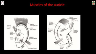 ANATOMY OF EXTERNAL AUDITORY CANAL | PPTX