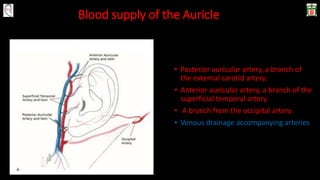 ANATOMY OF EXTERNAL AUDITORY CANAL | PPTX