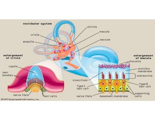 Anantomy of vestibular system | PPTX