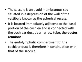 Anantomy of vestibular system | PPTX