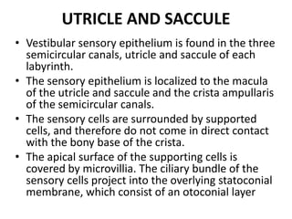 Anantomy of vestibular system | PPTX