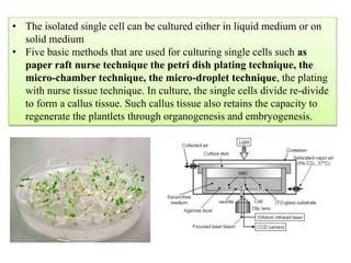 Suspension Culture and Single Cell Cultures, Culturing methods ...
