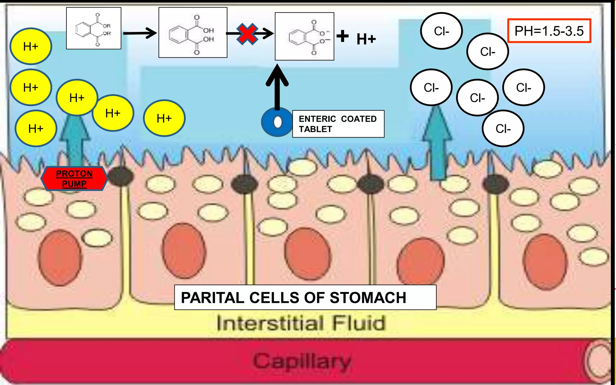 Enteric coated tablet | PPTX