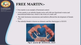 Ananya Priyadarshin 220705180031.pptx