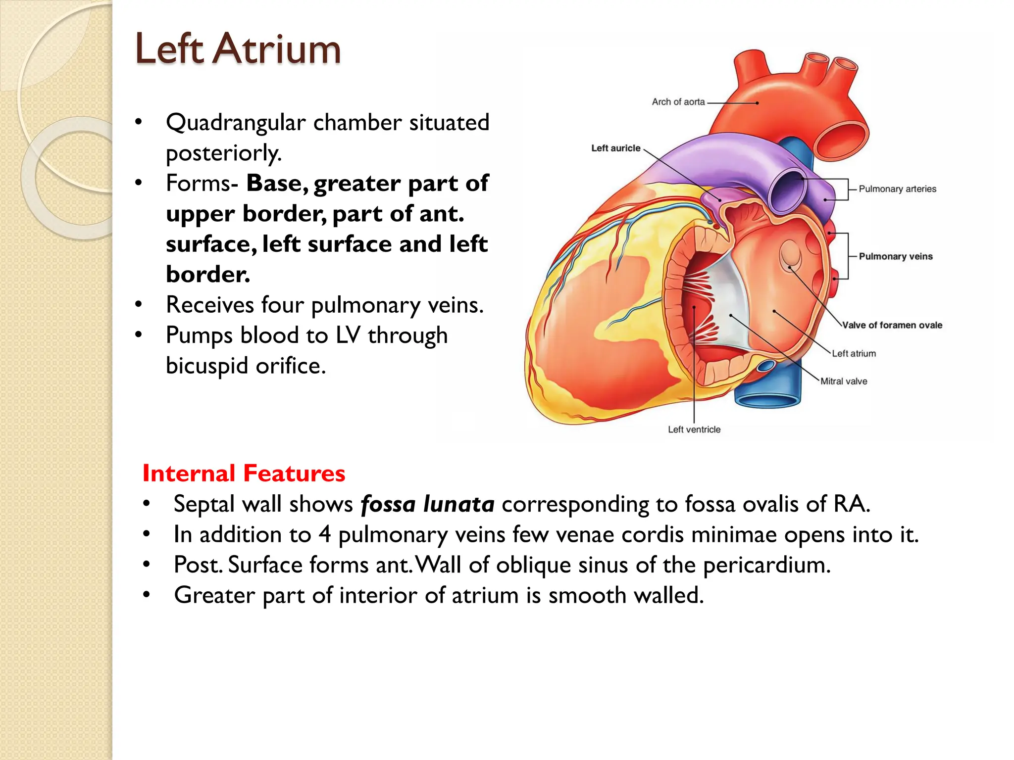 Anatomy Of Heart by Dr Rahul Sharma | PDF