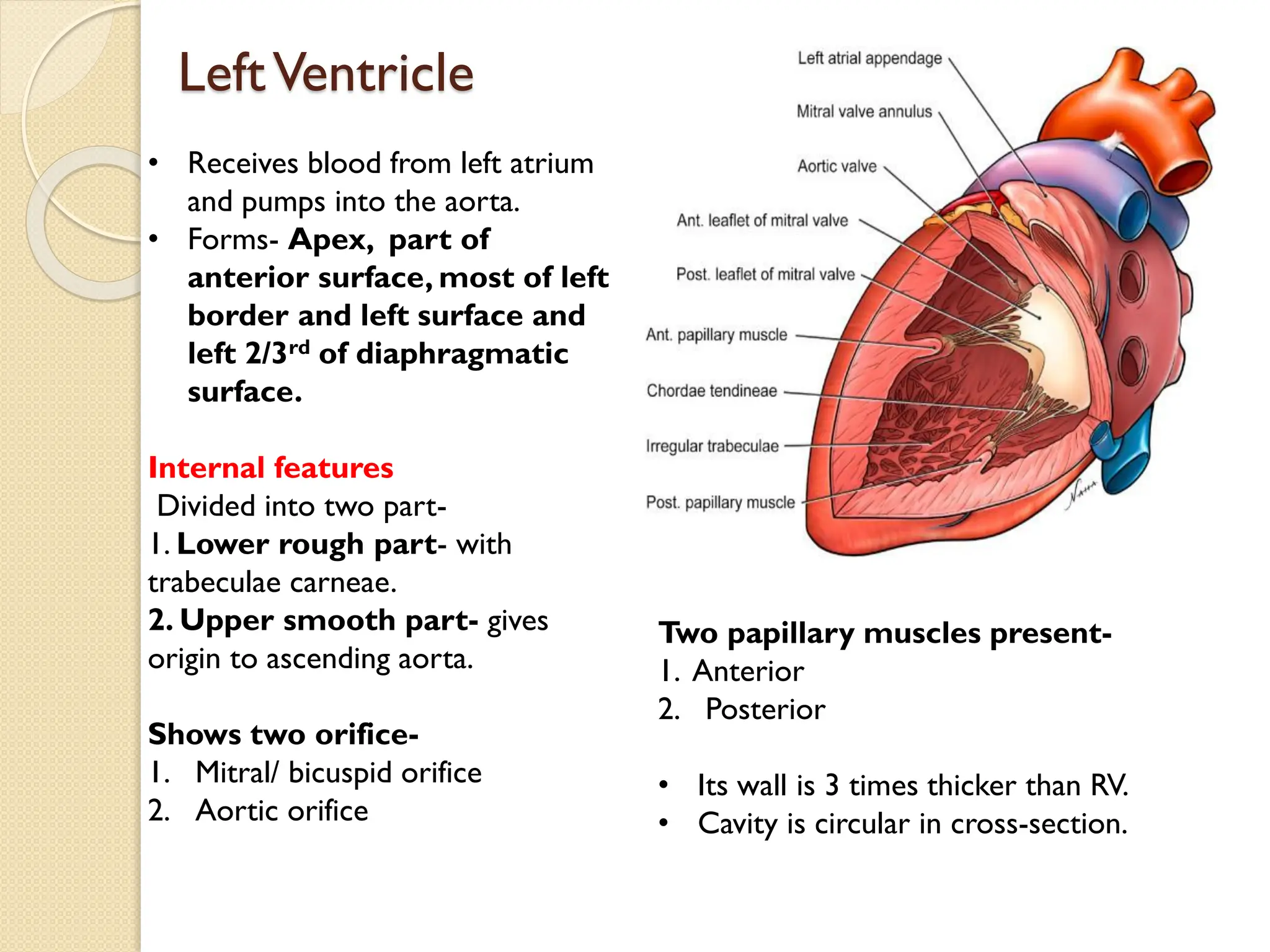 Anatomy Of Heart by Dr Rahul Sharma | PDF