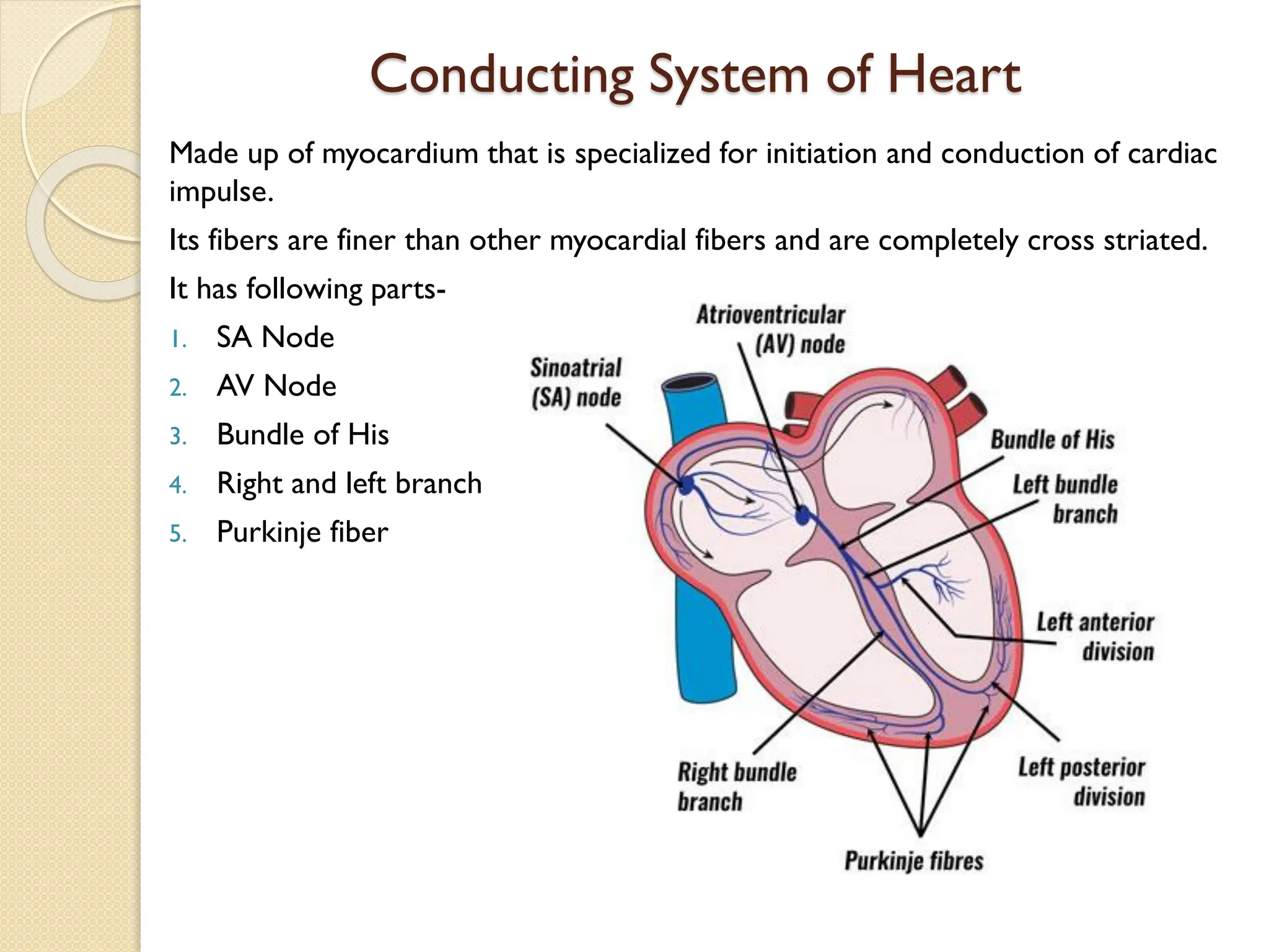 Anatomy Of Heart by Dr Rahul Sharma | PDF