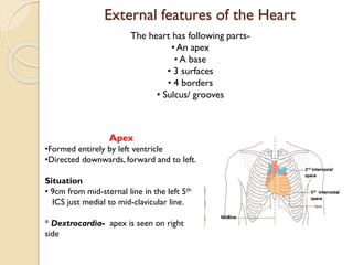 Anatomy Of Heart by Dr Rahul Sharma | PDF | Heart and Cardiovascular ...