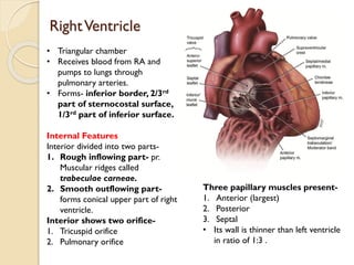Anatomy Of Heart by Dr Rahul Sharma | PDF