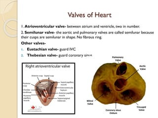 Anatomy Of Heart by Dr Rahul Sharma | PDF | Heart and Cardiovascular ...
