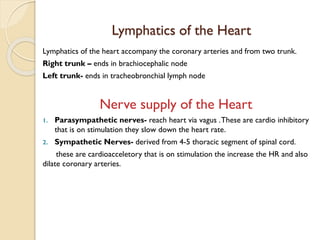 Anatomy Of Heart by Dr Rahul Sharma | PDF | Heart and Cardiovascular ...