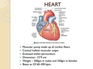 Anatomy Of Heart by Dr Rahul Sharma | PDF