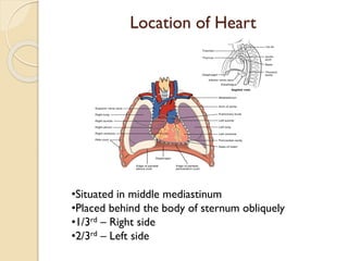 Anatomy Of Heart by Dr Rahul Sharma | PDF | Heart and Cardiovascular ...
