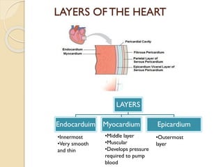 Anatomy Of Heart by Dr Rahul Sharma | PDF | Heart and Cardiovascular ...