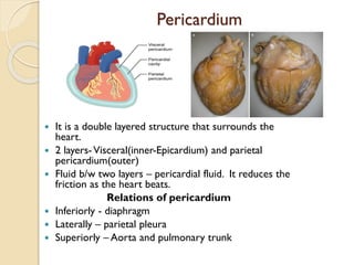 Anatomy Of Heart by Dr Rahul Sharma | PDF