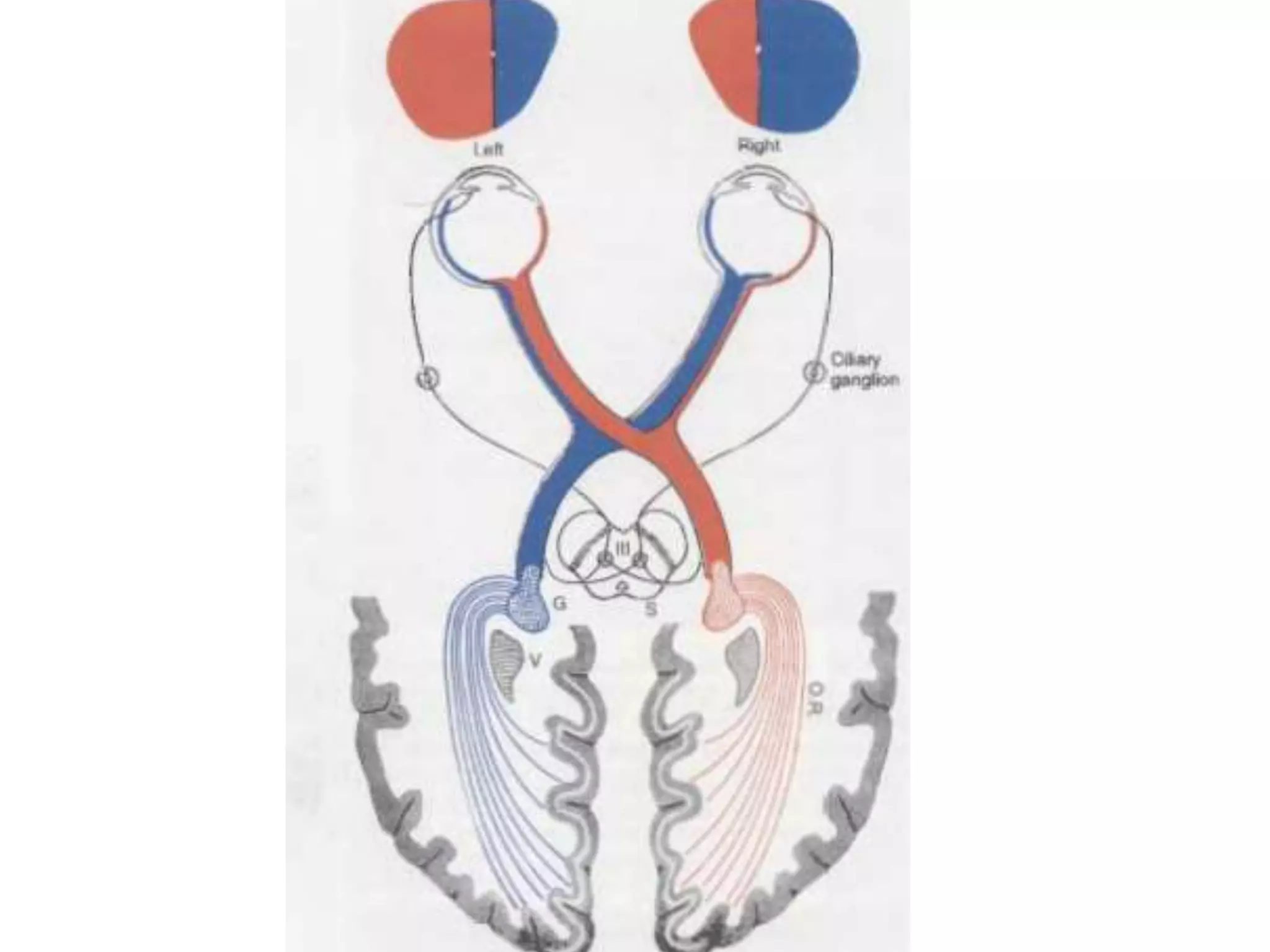 Anatomy of optic nerve | PPTX