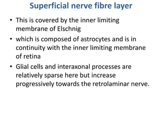 Anatomy of optic nerve | PPTX