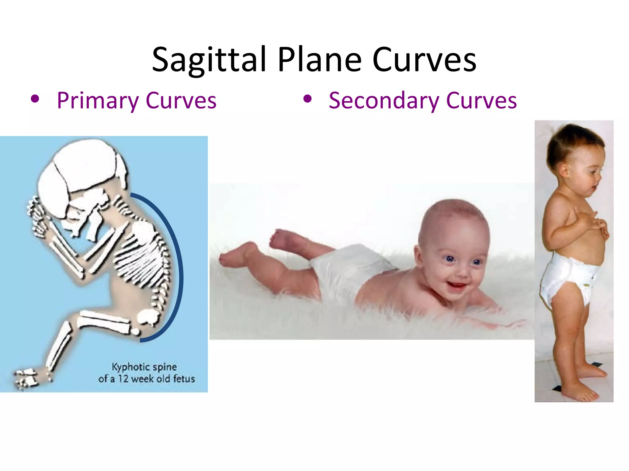 Anatomy of spine | PPT