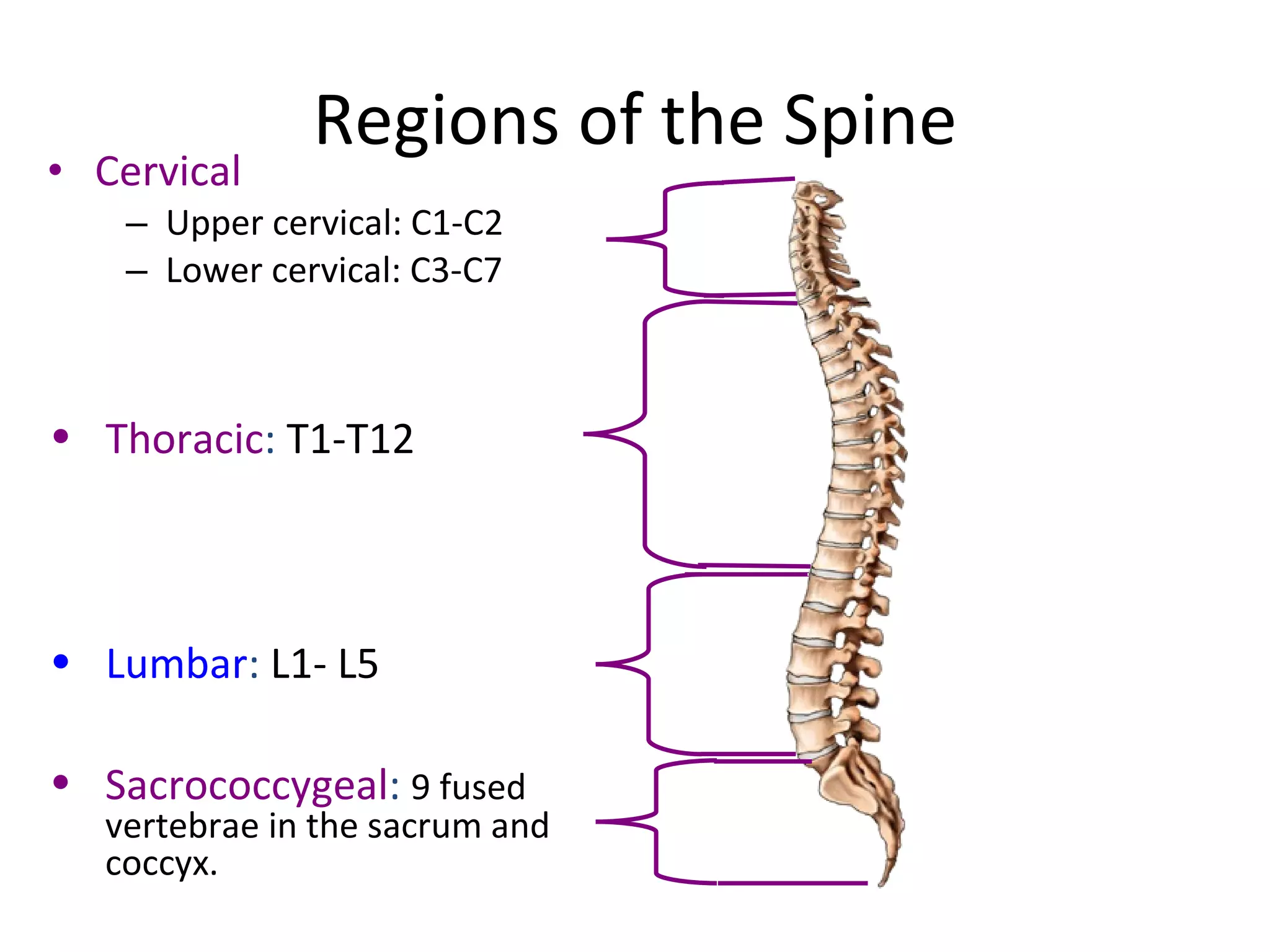 Anatomy of spine | PPT
