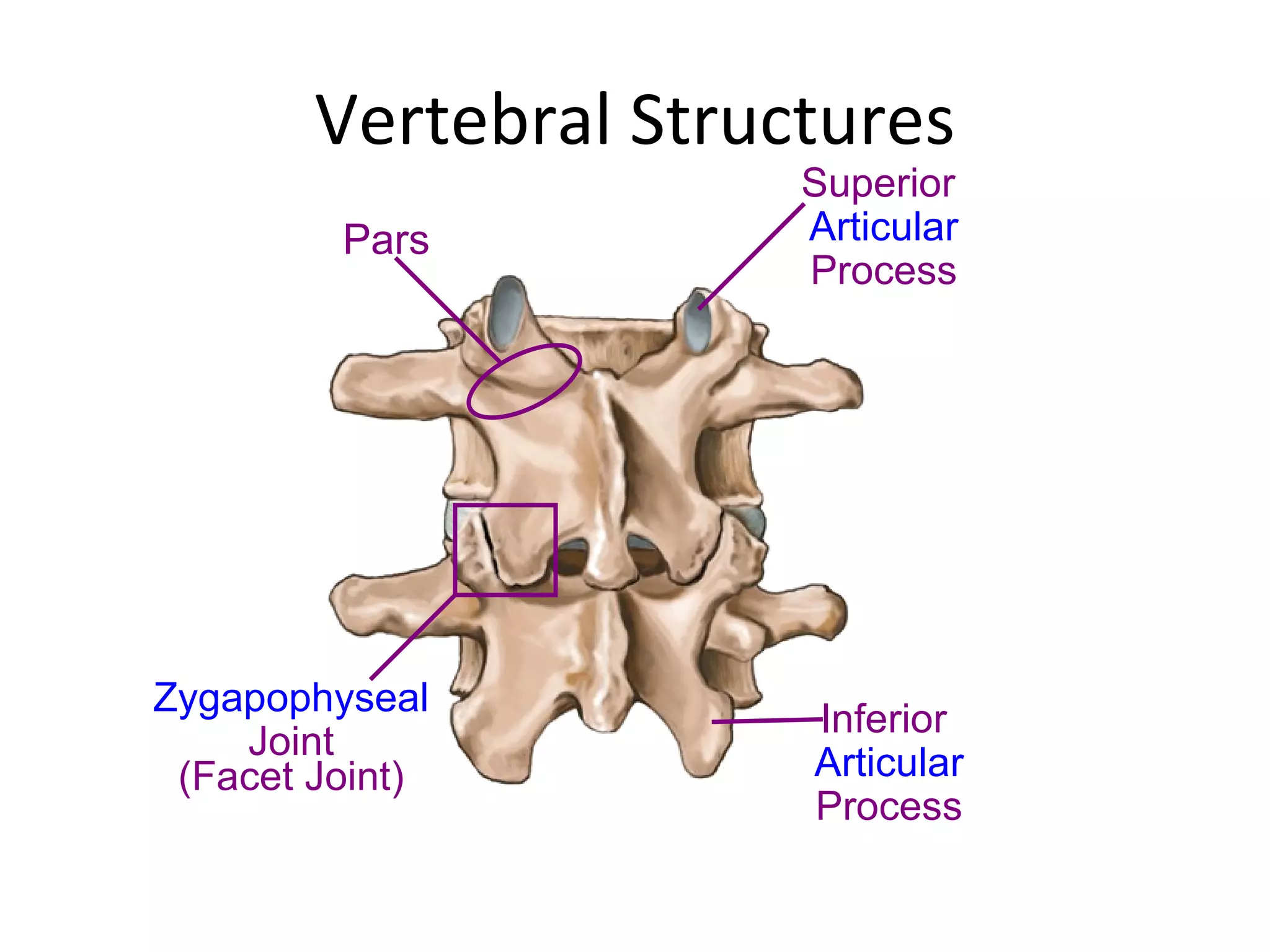 Anatomy of spine | PPT