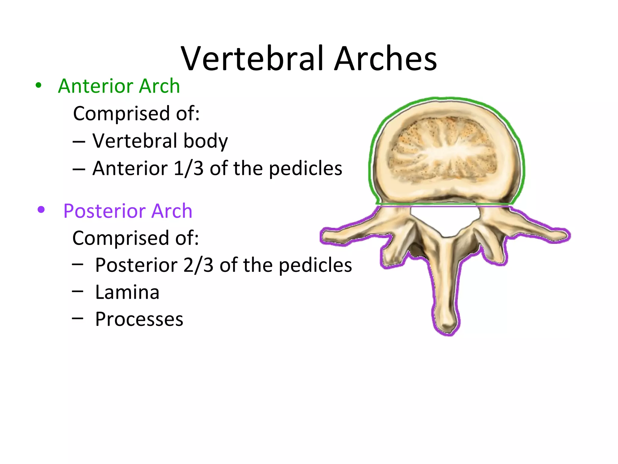 Anatomy of spine | PPT
