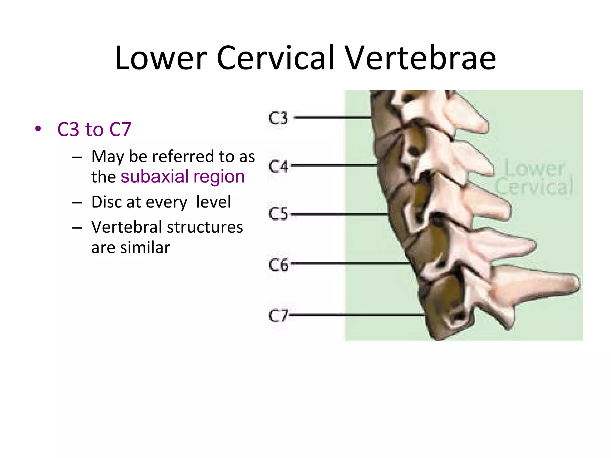 Anatomy of spine | PPT