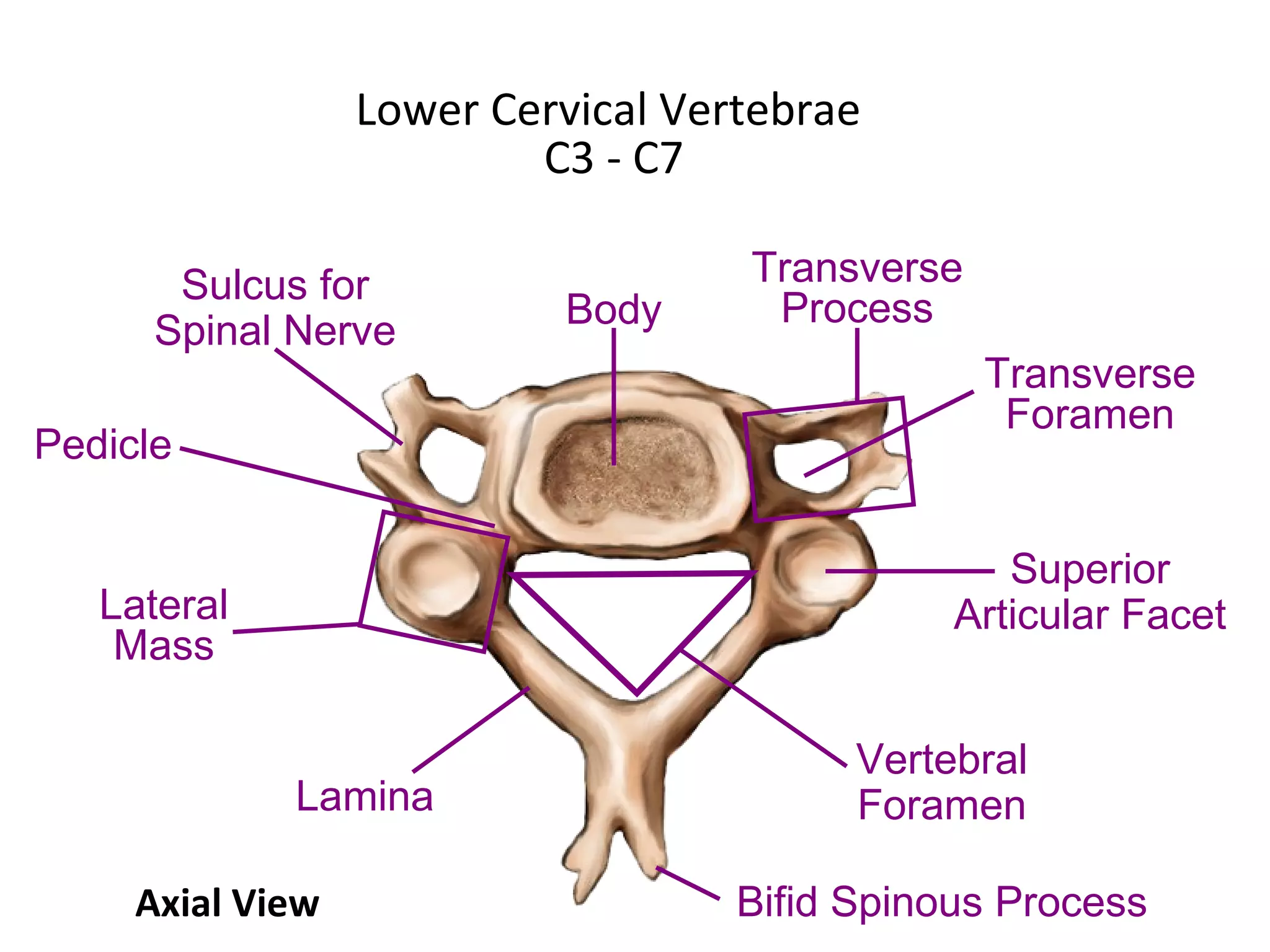 Anatomy of spine | PPT