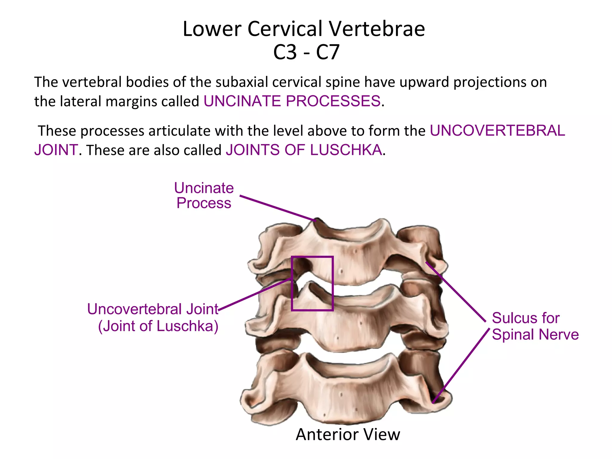 Anatomy of spine | PPT