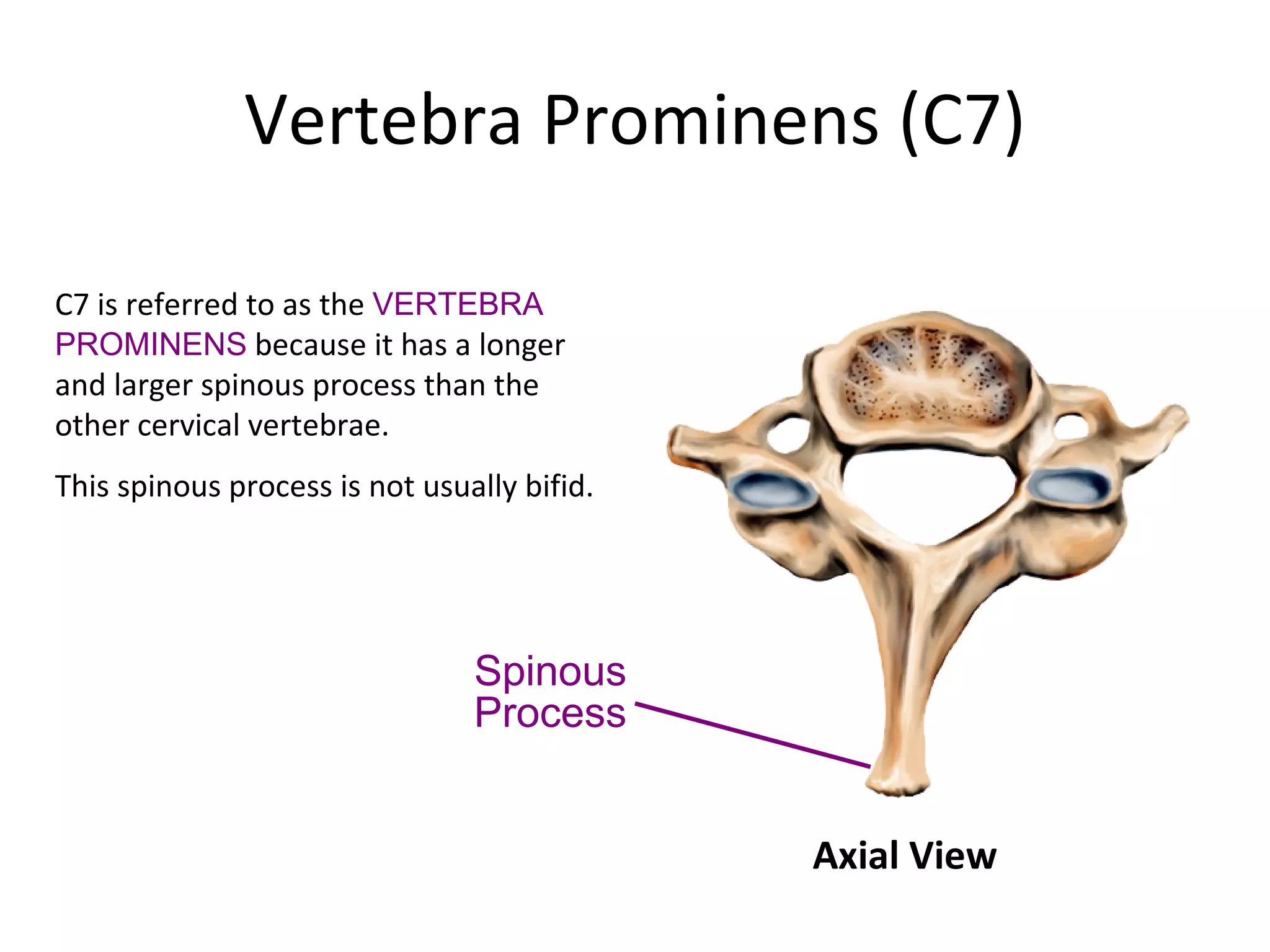 Anatomy of spine | PPT
