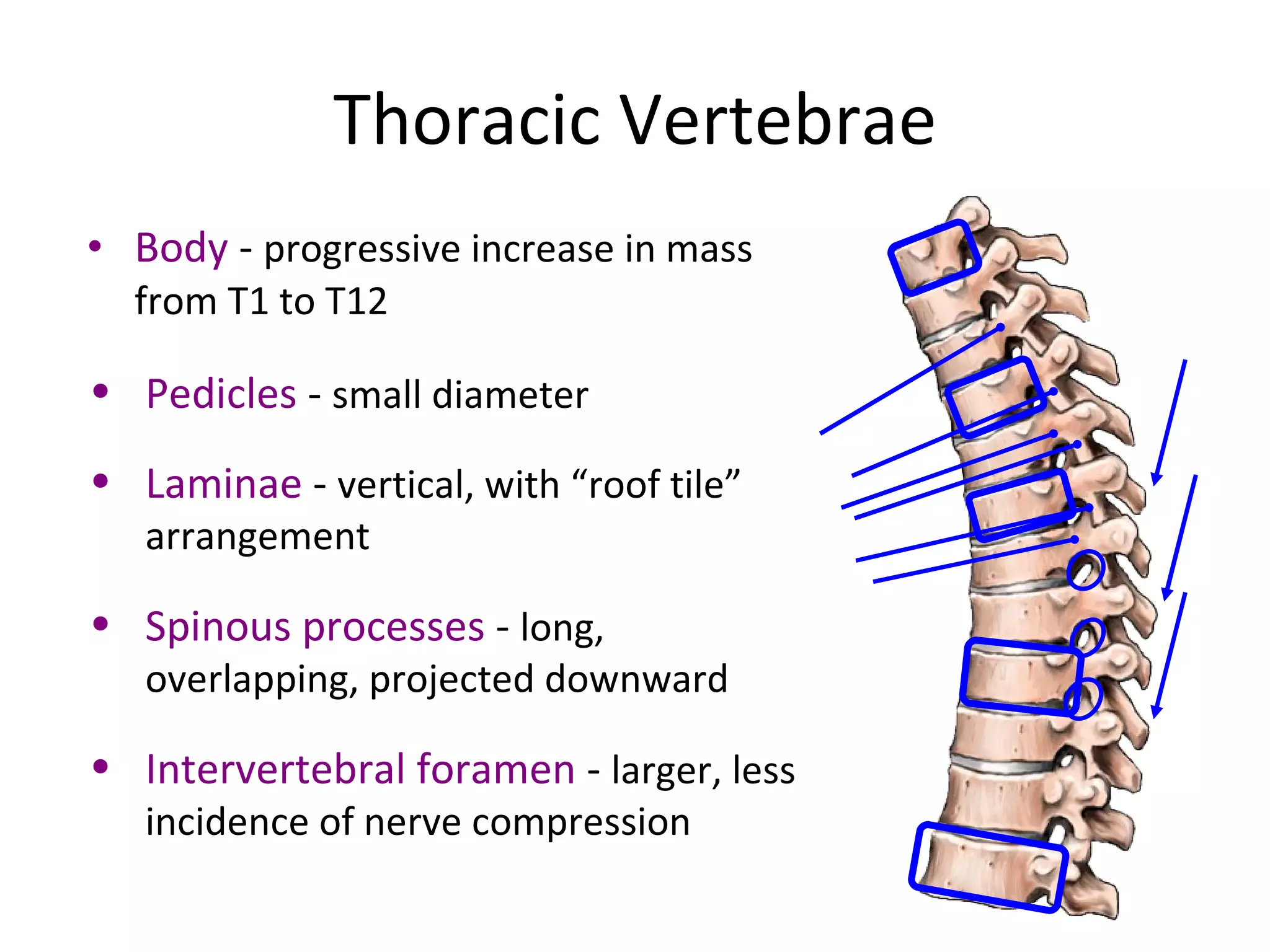 Anatomy of spine | PPT