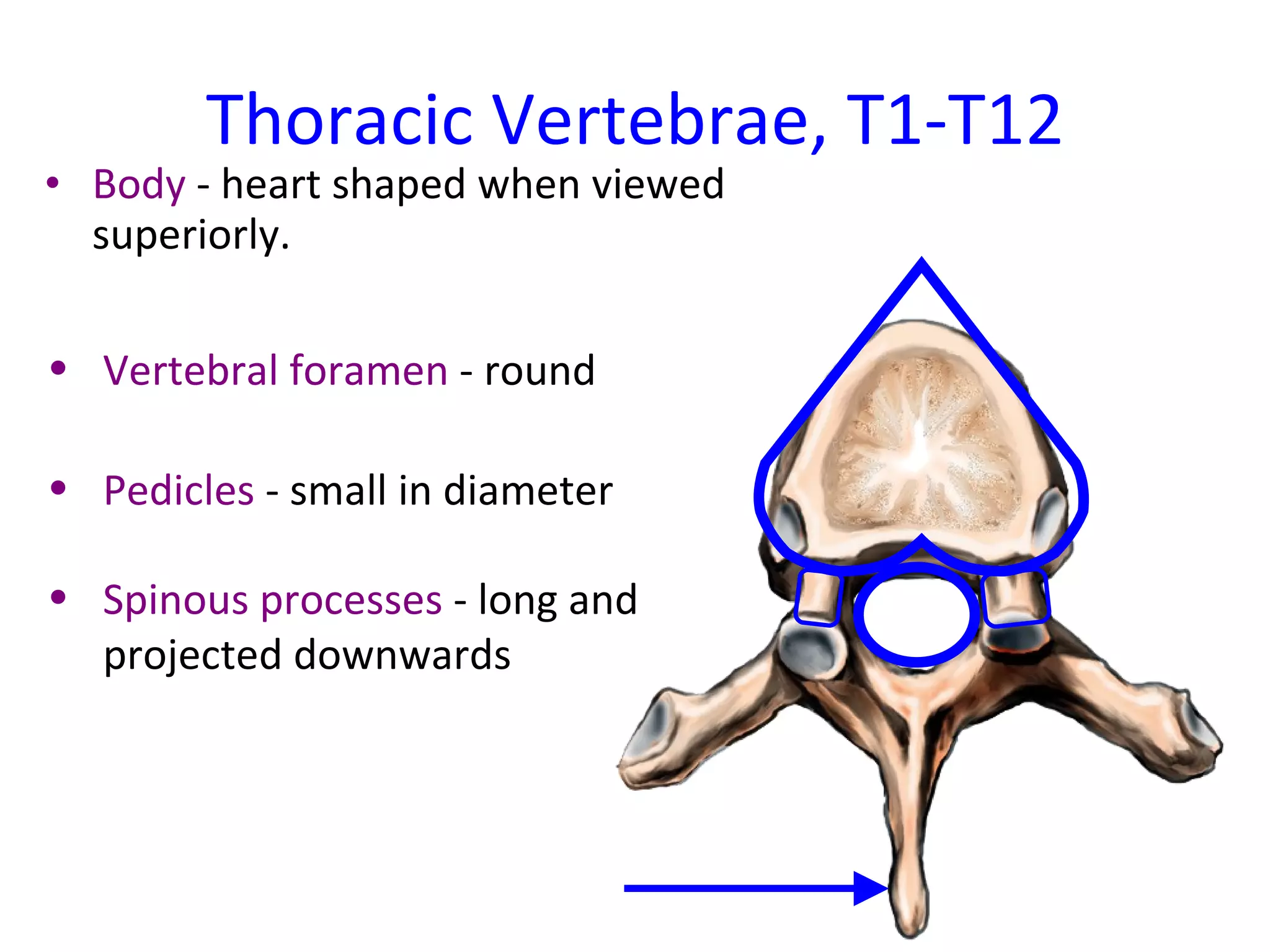 Anatomy of spine | PPT