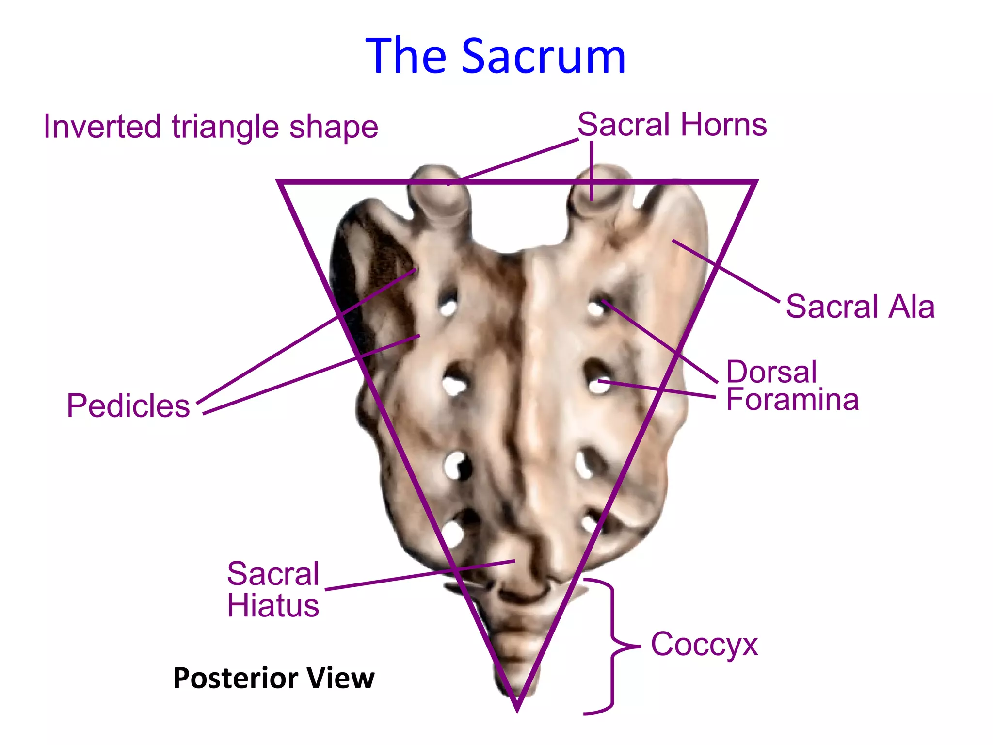 Anatomy of spine | PPT