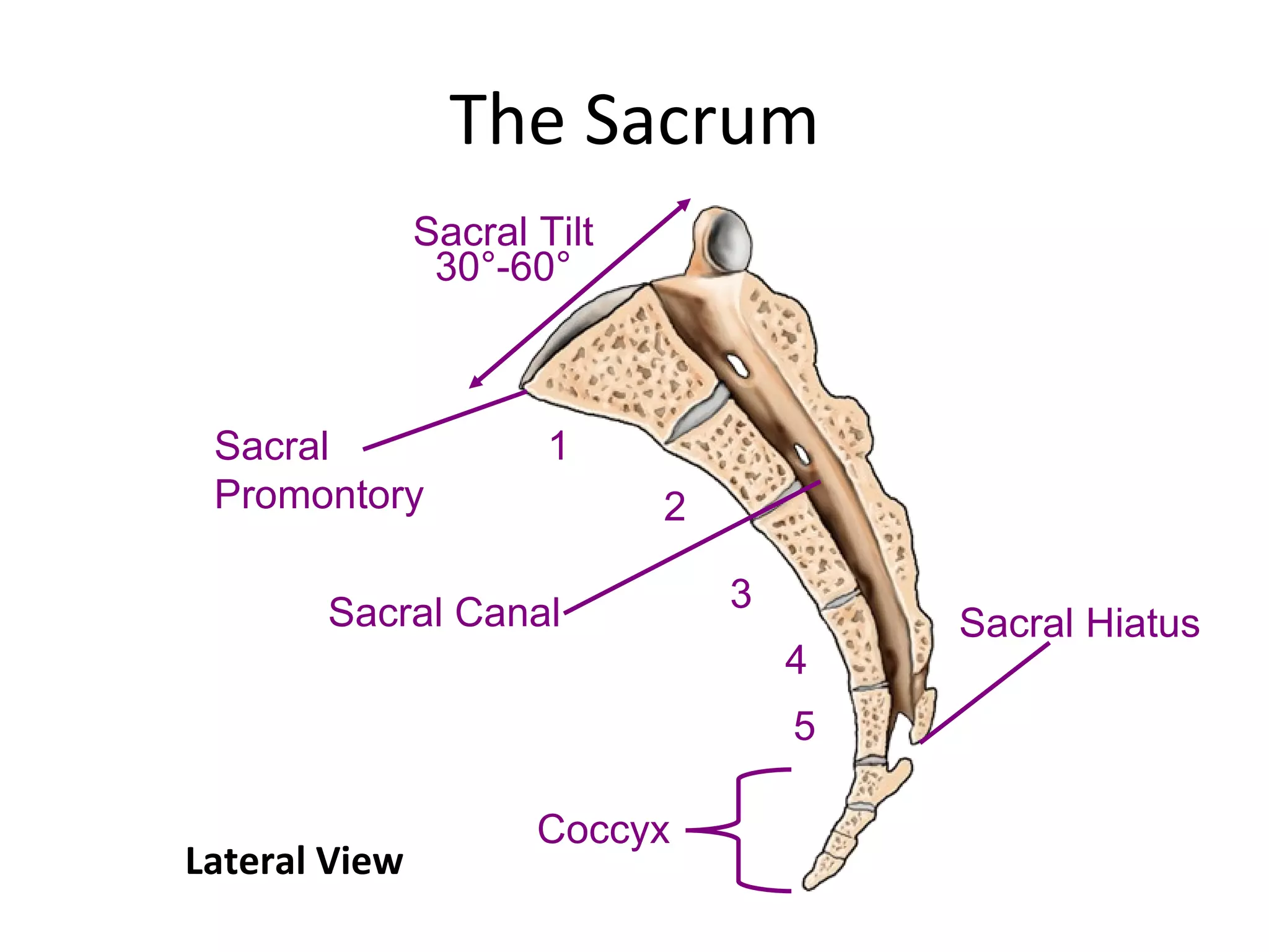 Anatomy of spine | PPT