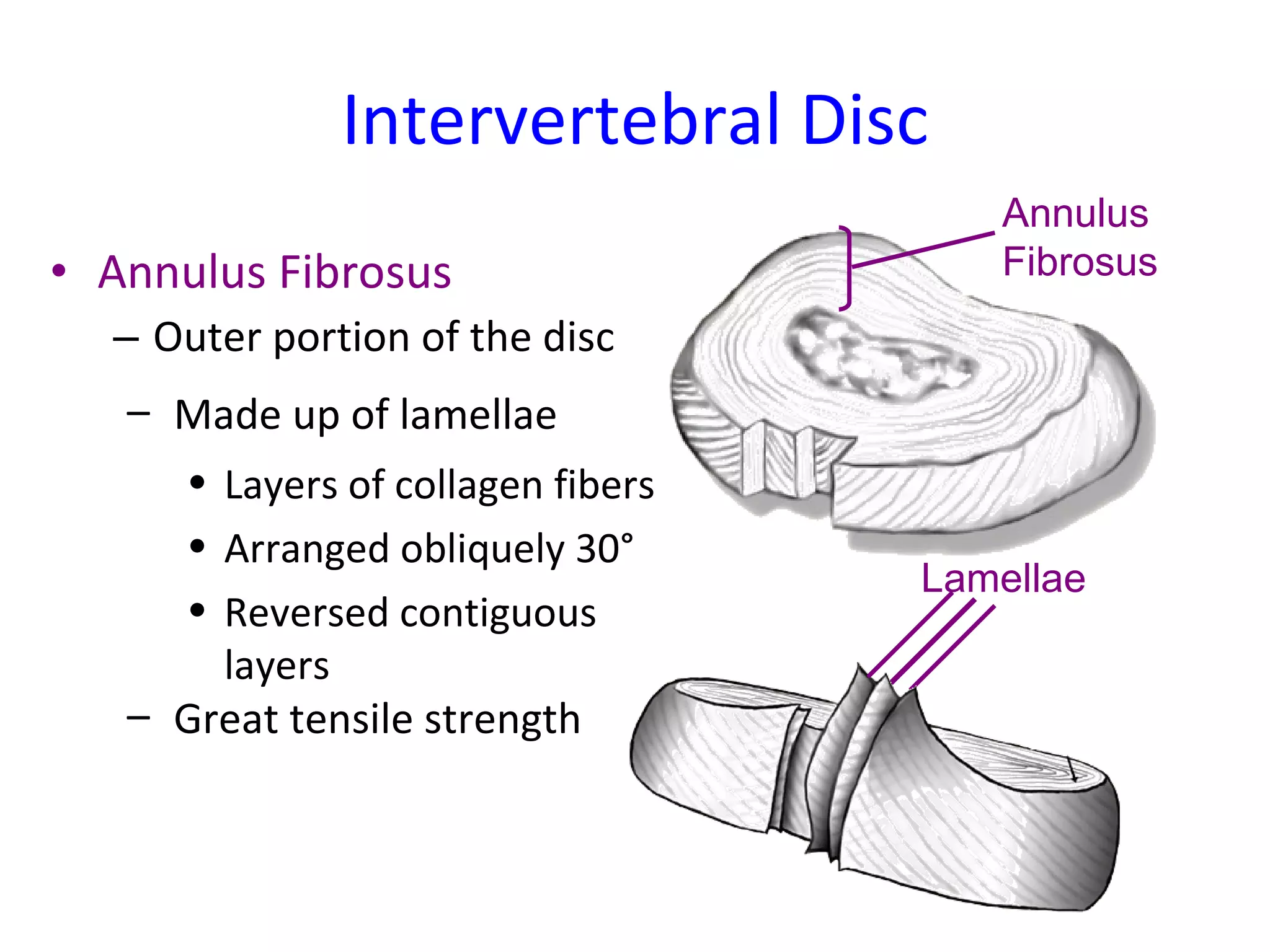Anatomy of spine | PPT