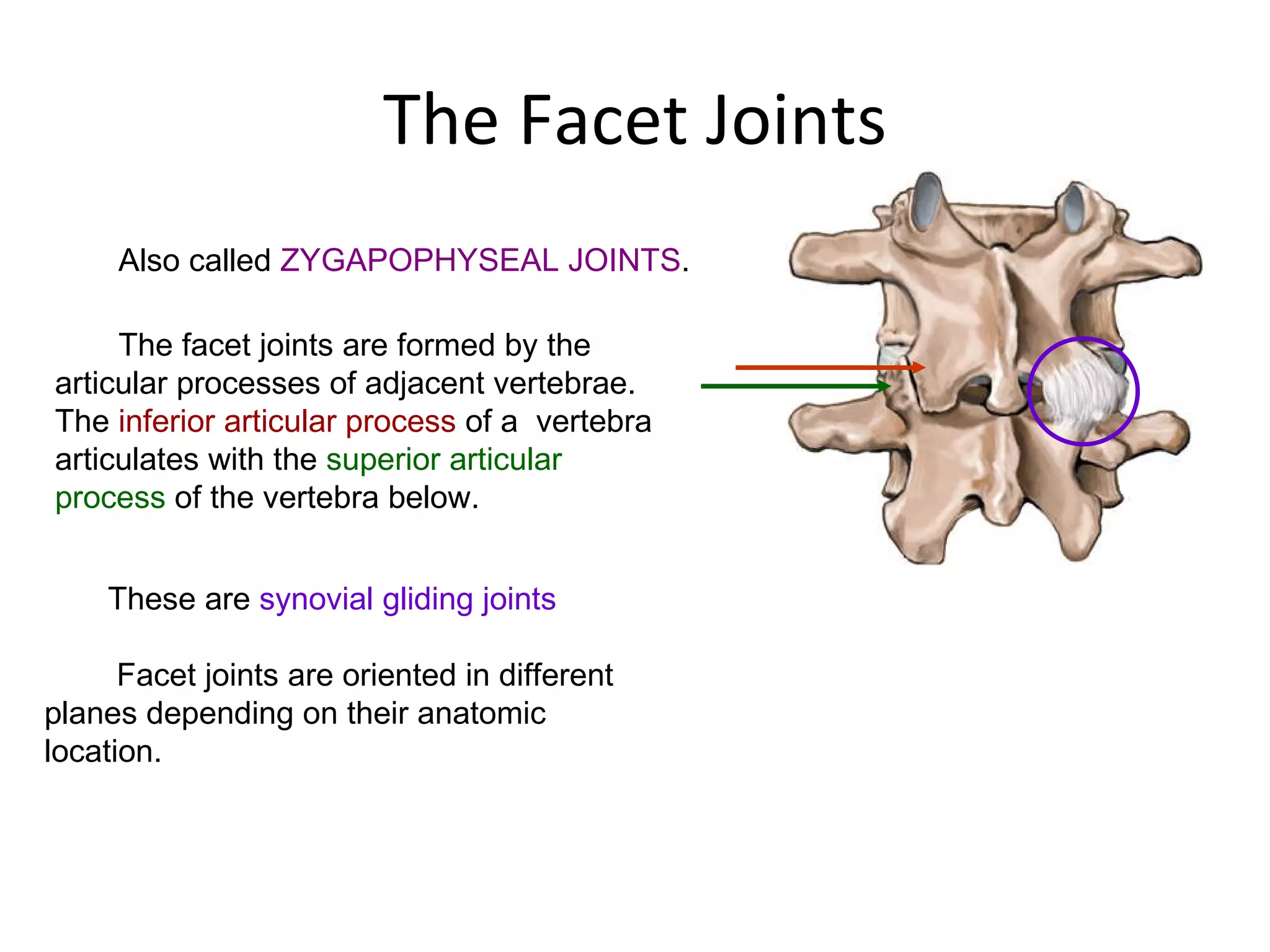 Anatomy of spine | PPT