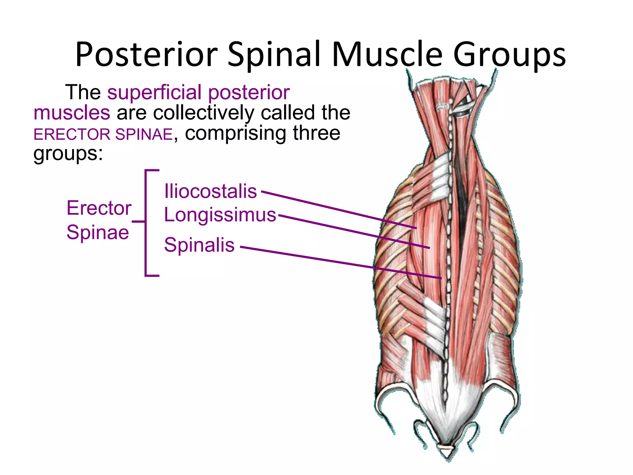 Anatomy of spine | PPT