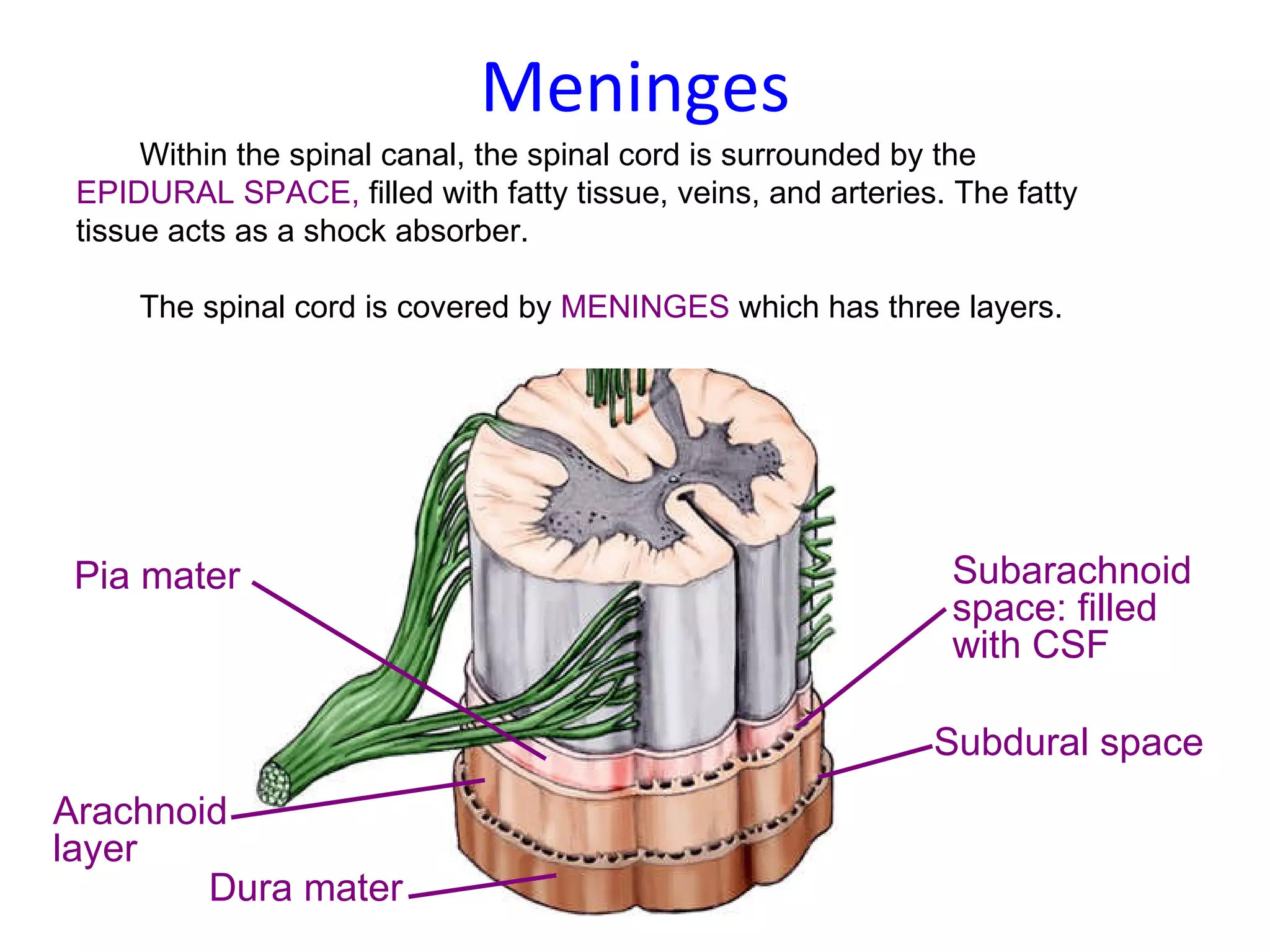 Anatomy of spine | PPT