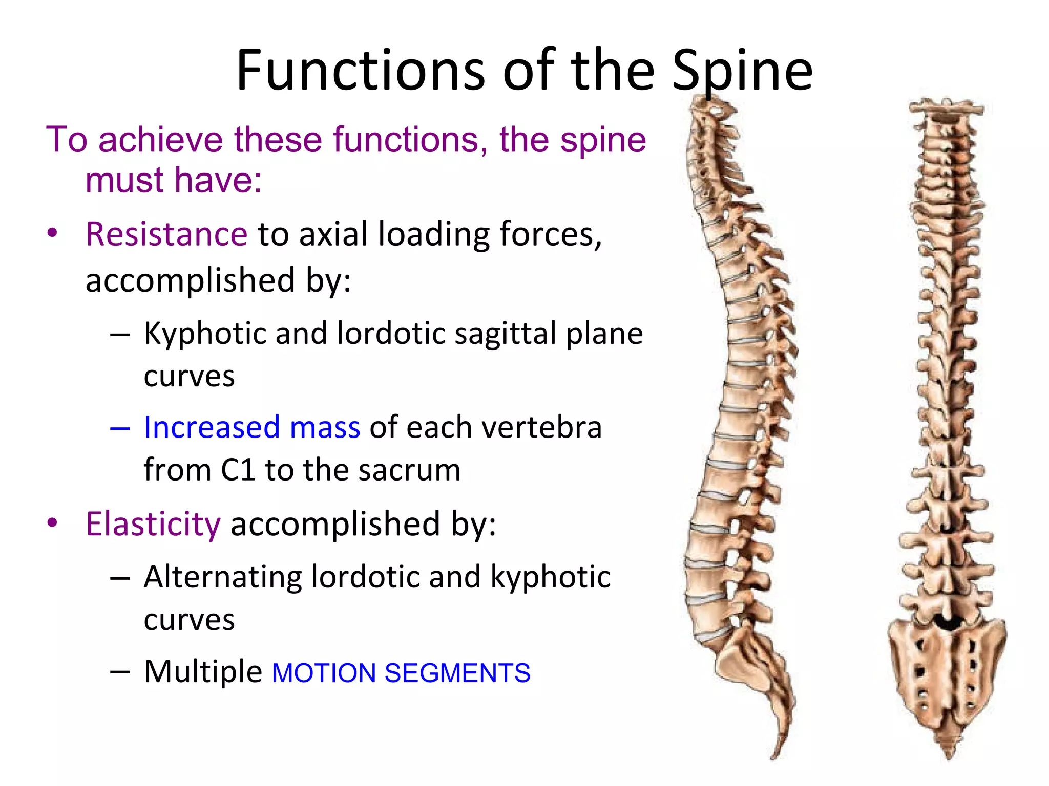 Anatomy of spine | PPT