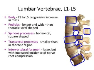 Anatomy of spine | PPT