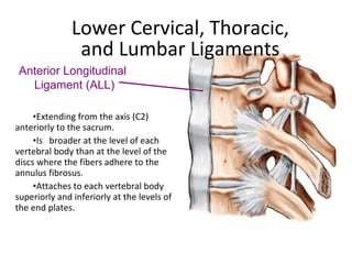 Anatomy of spine | PPT