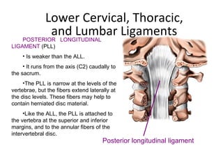 Anatomy of spine | PPT