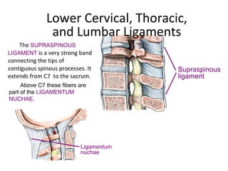 Anatomy of spine | PPT