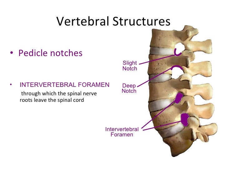Spinal Anatomy by Thadd Dudrey