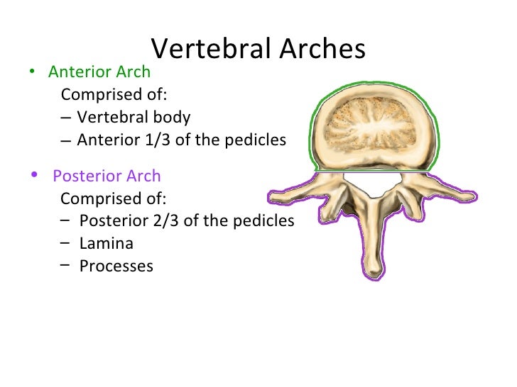 Vertebral Arch