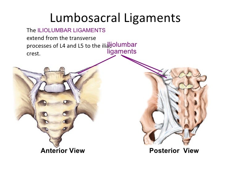 Anatomy of spine
