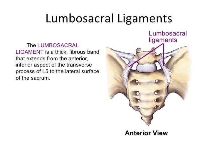 Anatomy of spine