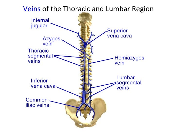 Anatomy of spine