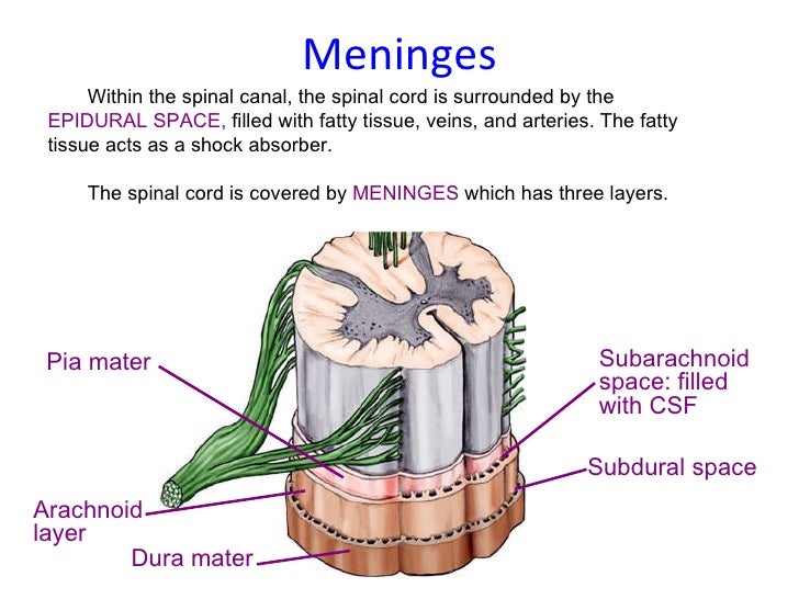 Spinal Cord Epidural Space