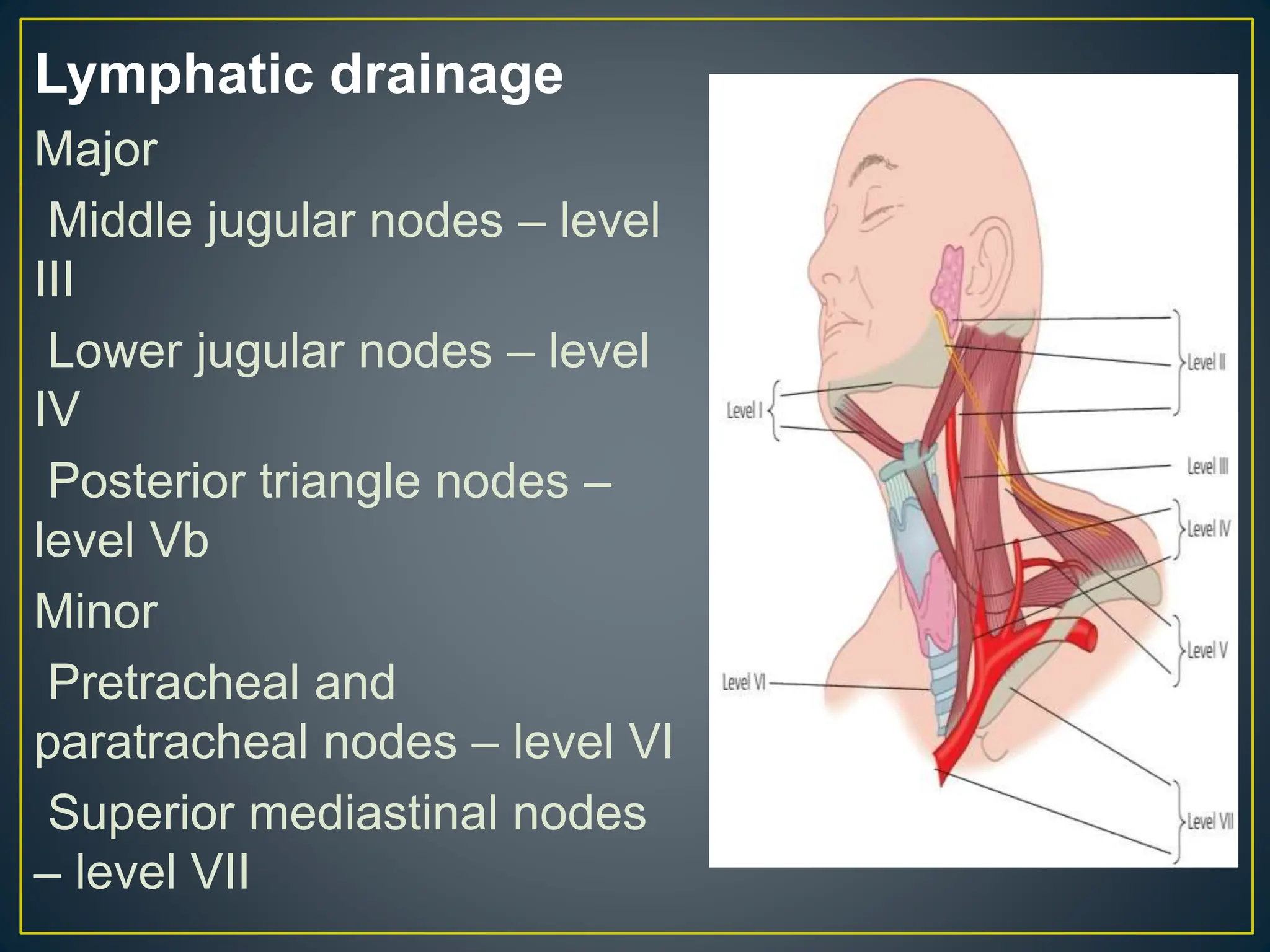 Anatomy of thyroid.pptx