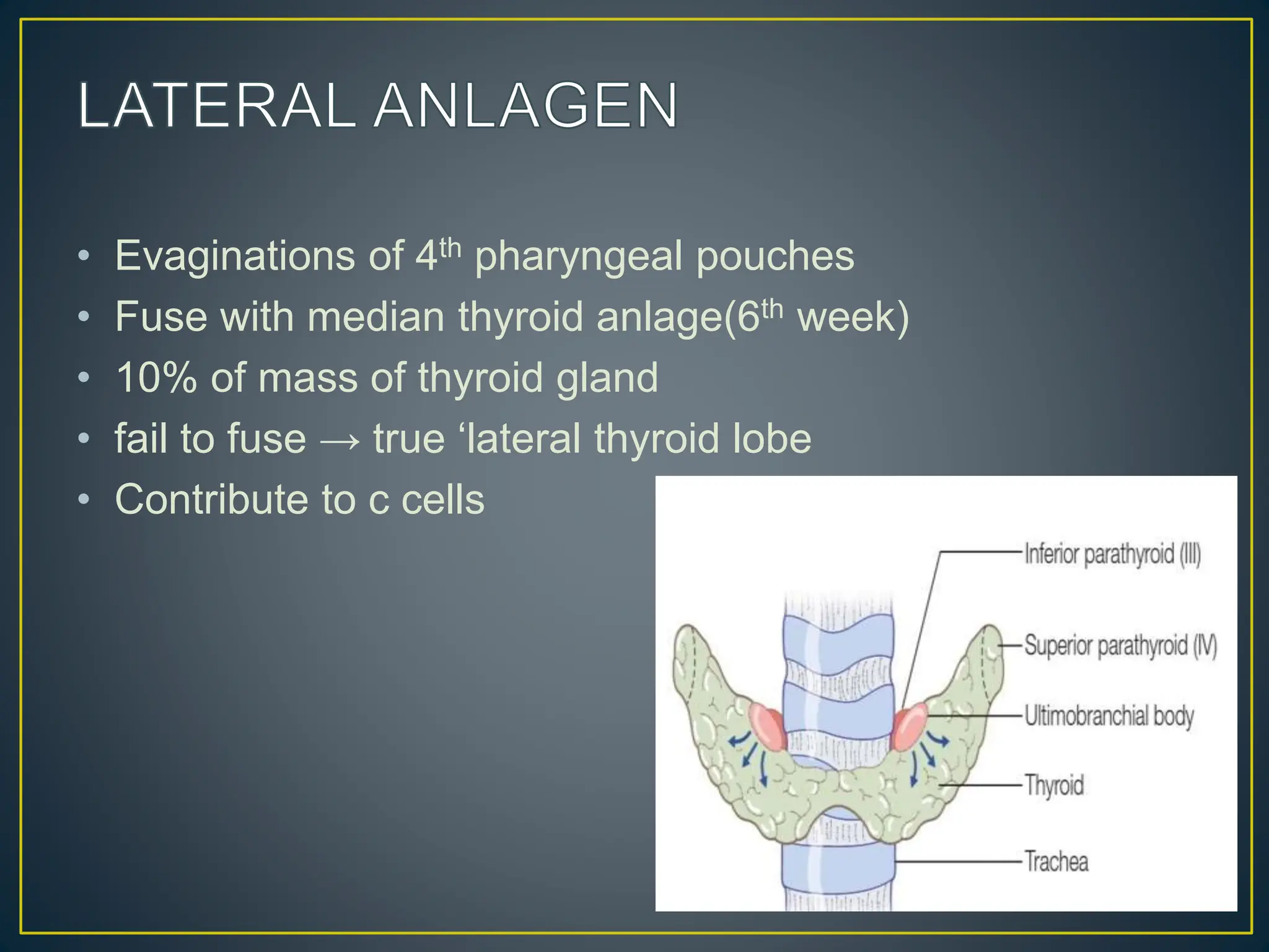 Anatomy of thyroid.pptx